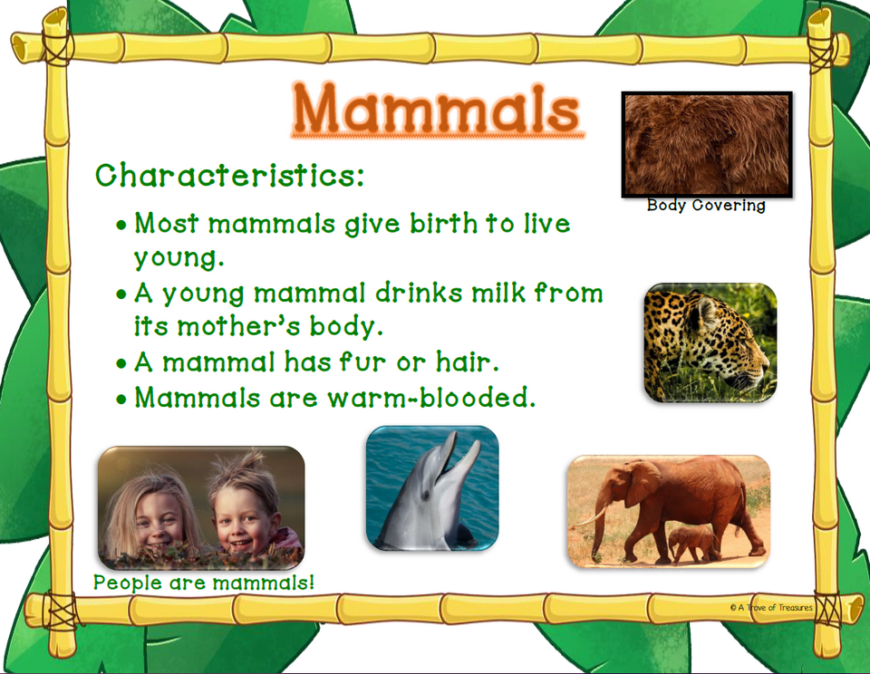 Animal Groups Classification Mega Pack - Amped Up Learning