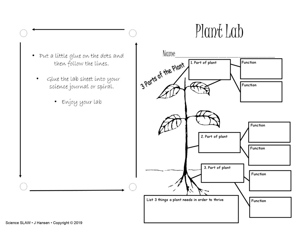 Photosynthesis and Plant lab - Amped Up Learning