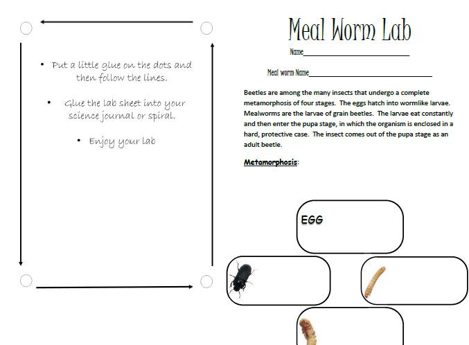 Meal Worm Science Lab - Amped Up Learning