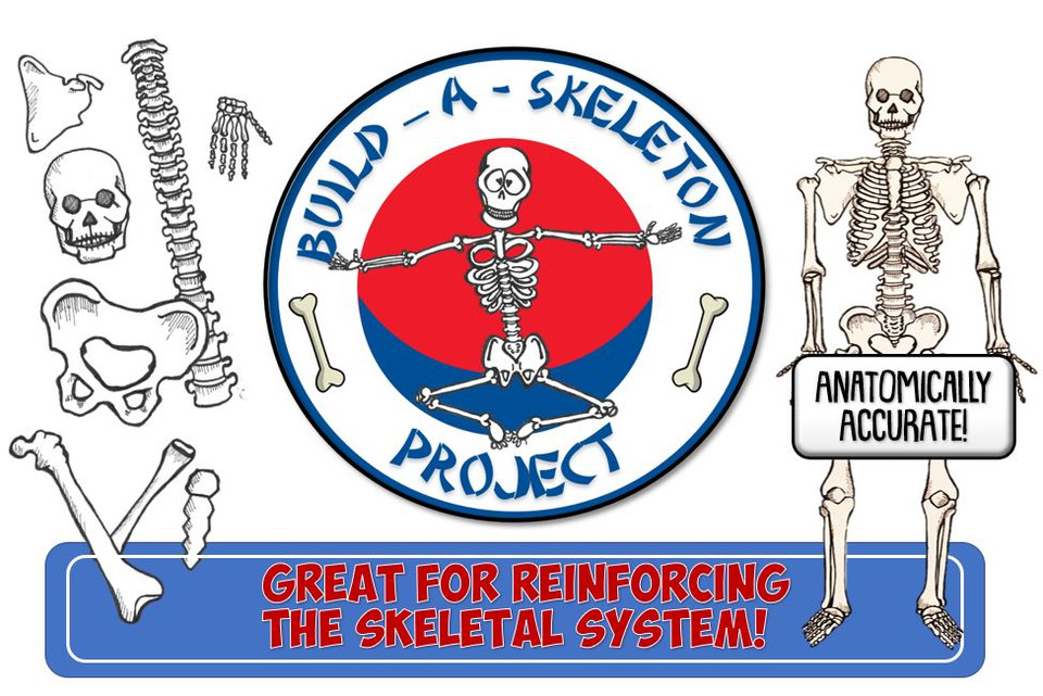 Build-A-Skeleton: Anatomically Accurate 2 foot Skeleton Project - Amped ...