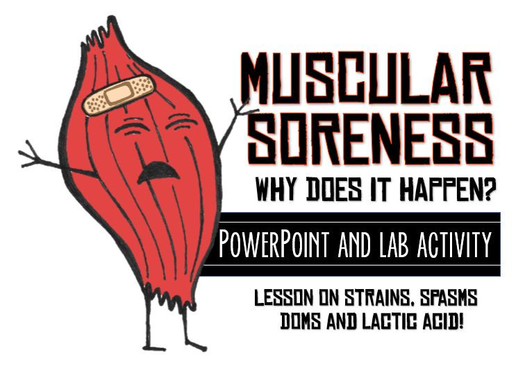Muscle Fatigue Presentation and Lab! Great for the Muscular System ...