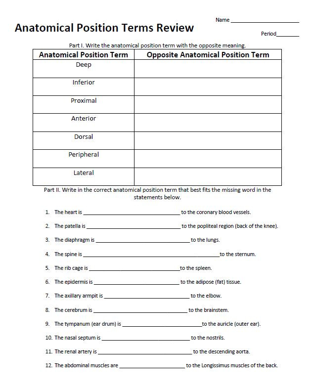 Anatomical Position Term Activity Series - Amped Up Learning