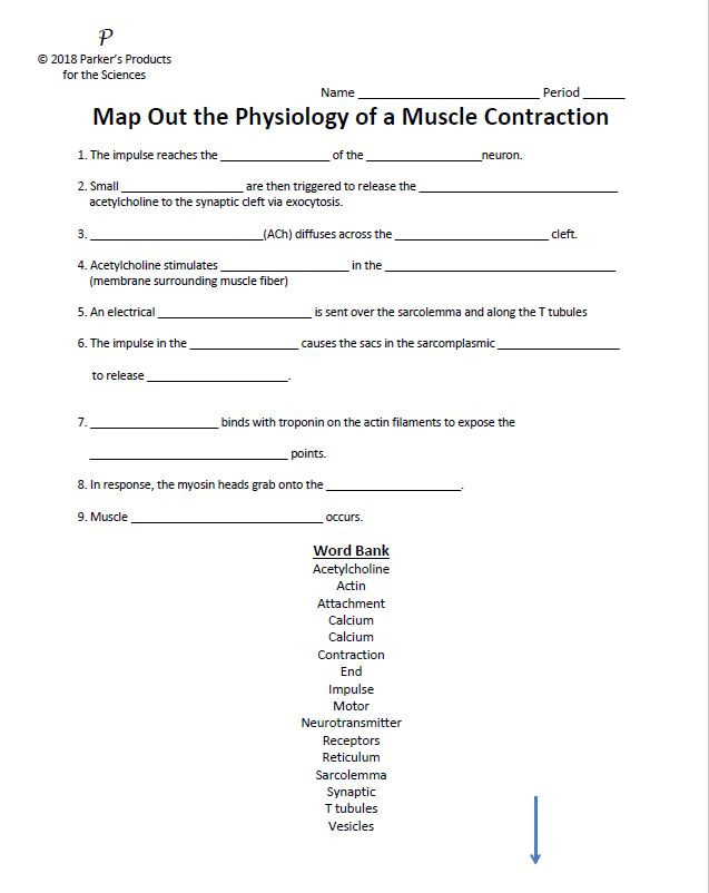 Map Out the Physiology of a Muscle Contraction and Relaxation Worksheet ...