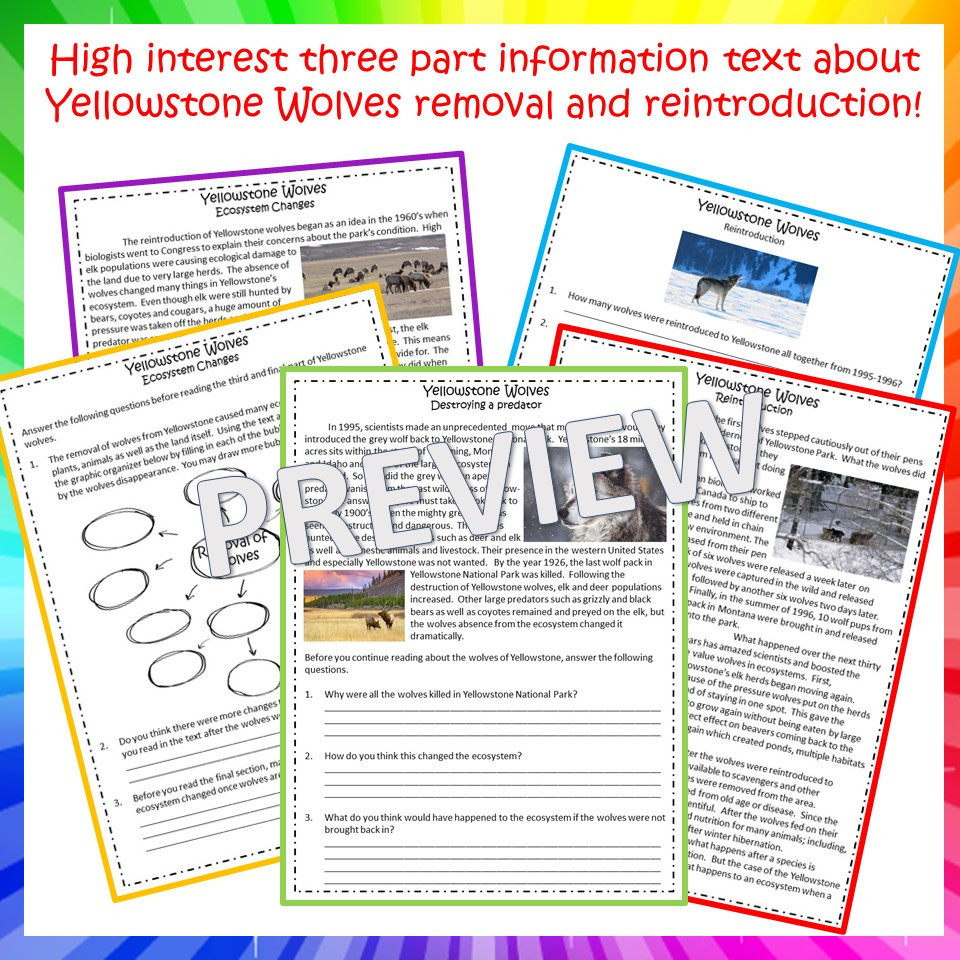 Yellowstone Wolves - 3 Part Informational Text - Amped Up Learning