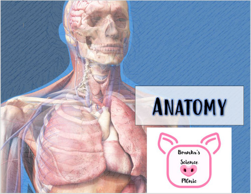 Reproductive System (Anatomy Ch 16 - Bundled Lesson)