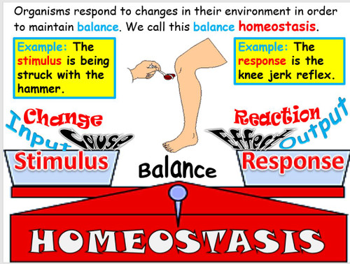 Homeostasis - Amped Up Learning
