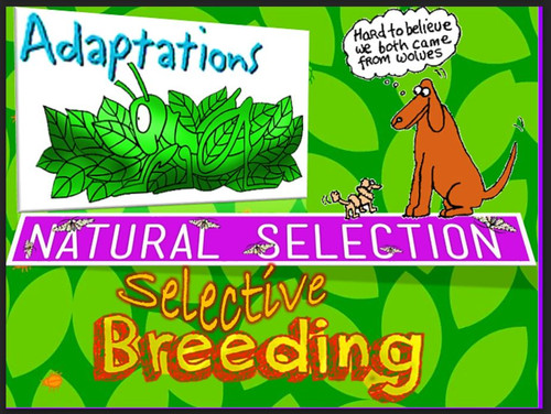 Adaptations, Natural Selection, Selective Breeding - Amped Up Learning