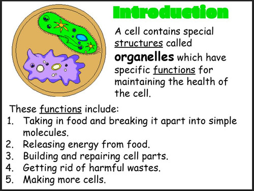 Cell Organelles (Basic) - Amped Up Learning