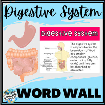 Health and Anatomy Word Wall | Digestive System