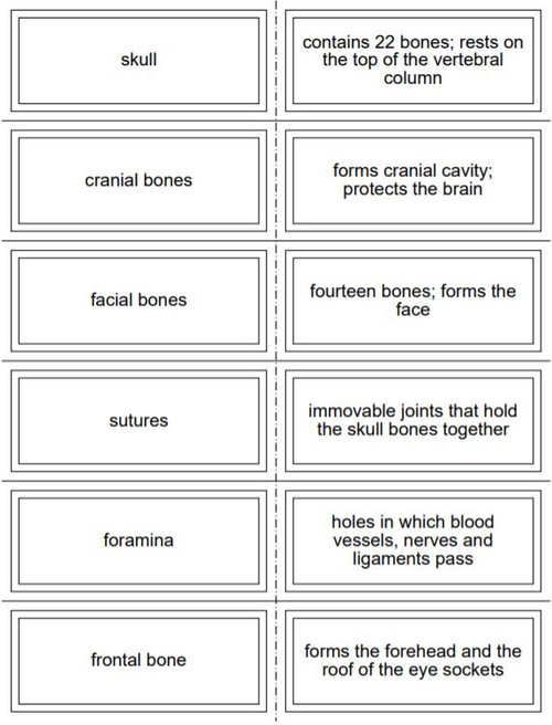 Axial Skeleton Flash Cards - Amped Up Learning