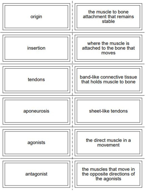 Muscles of the Body Vocabulary Flash Cards for Anatomy - Amped Up Learning