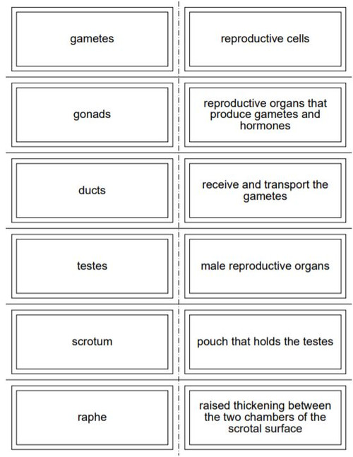 Male Reproductive System Flash Cards - Amped Up Learning