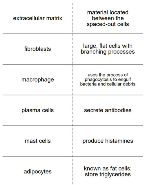 Connective Tissue Vocabulary Flash Cards for Anatomy - Amped Up Learning