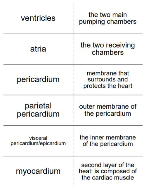 Circulatory System Part I Vocabulary Flash Cards for Anatomy - Amped Up ...