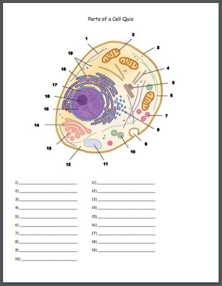 Parts of a Cell Identification Quiz - Amped Up Learning