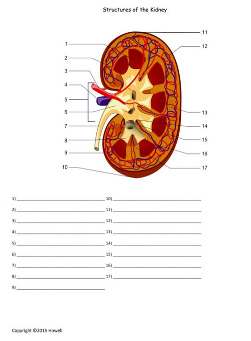 Structures of the Kidney Quiz or Worksheet - Amped Up Learning