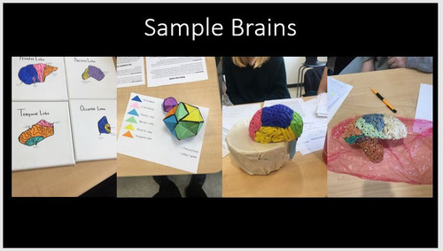 Build a Brain Workshop: A Hands-On Neuroanatomy Project - Amped Up Learning