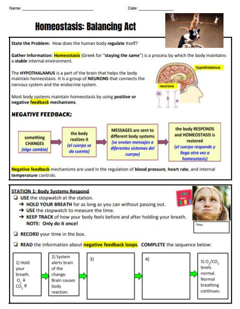 Homeostasis: Balancing Act - Amped Up Learning