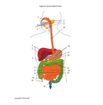 The Digestive System Review Bundle for Anatomy or Physiology - Amped Up ...