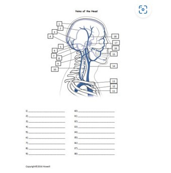 Veins of the Head Review Bundle for Anatomy or Physiology - Amped Up ...