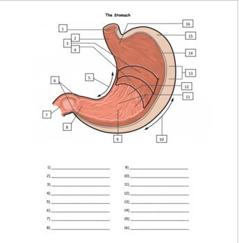 Anatomy of the Stomach Review Bundle - Amped Up Learning