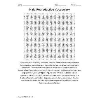 Male Reproductive System Word Search for a Medical Terminology Course ...