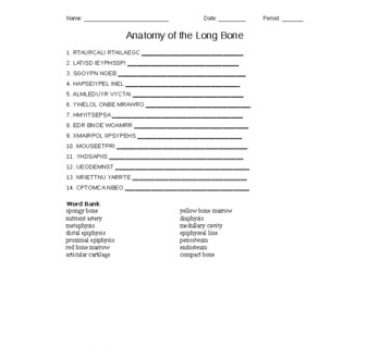 The Anatomy of the Long Bone Vocabulary Word Scramble for Anatomy or ...