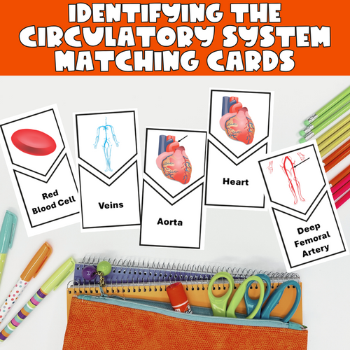 Identifying the Circulatory System Matching Cards
