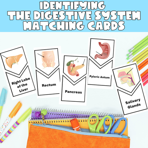 Identifying the Digestive System Matching Cards
