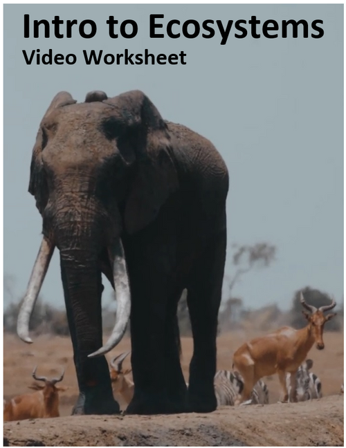Intro to Ecosystems. Video sheet, Google Forms, Canvas, Easel & more (V3).