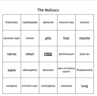 "The Molluscs" Bingo for a Zoology Course - Amped Up Learning