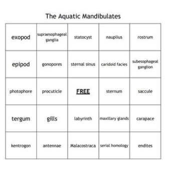"The Aquatic Mandibulates" Bingo for a Zoology Course - Amped Up Learning