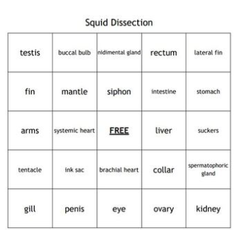 "Squid Dissection" Bingo Game - Amped Up Learning