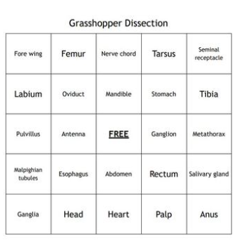 "Grasshopper Dissection" Bingo Game - Amped Up Learning