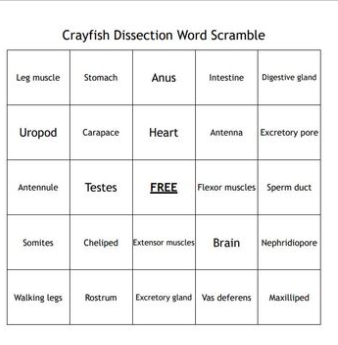 "Crayfish Dissection" Bingo Game - Amped Up Learning