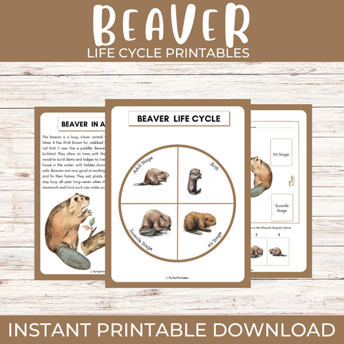 Beaver Life Cycle Worksheet | Mammal/Rodent Unit Study With Fun Facts!
