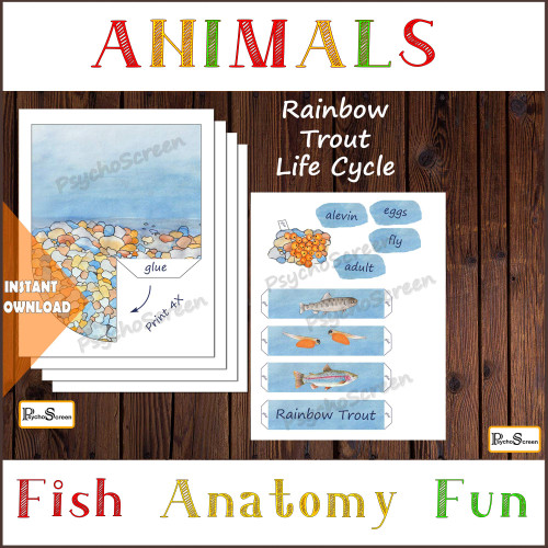Rainbow trout anatomy, life cycle, 3D model, Printable flashcards, 3 ...