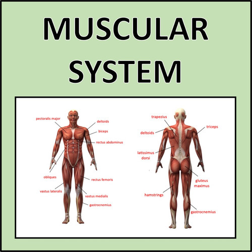muscular system function and structure