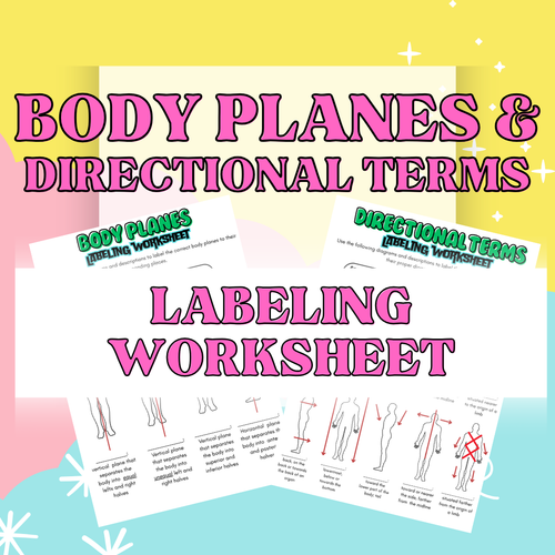 Body Planes & Directional Terms Worksheet