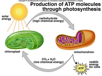 Greed!! (AP Biology Review Game #2) Cell Structure, Cell Transport ...