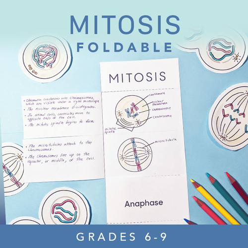 Mitosis Foldable For Binders & Interactive Notebooks - Amped Up Learning