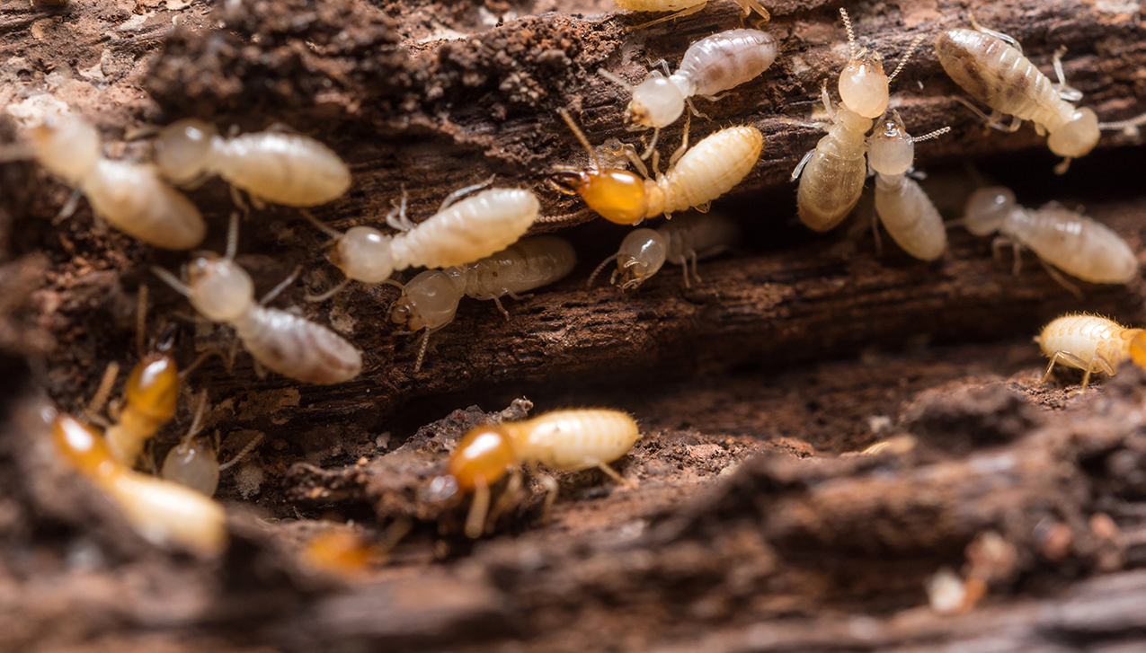 What pests can I expect to find in my crawlspace? - Crawlspace Depot