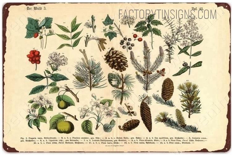 Victorian Botanical Illustrations