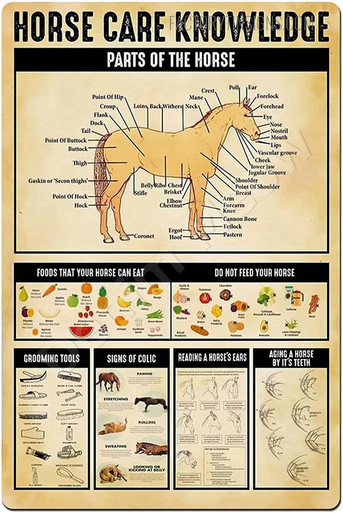 Horse Care Knowledge Metal Tin Signs - FactoryTinSigns