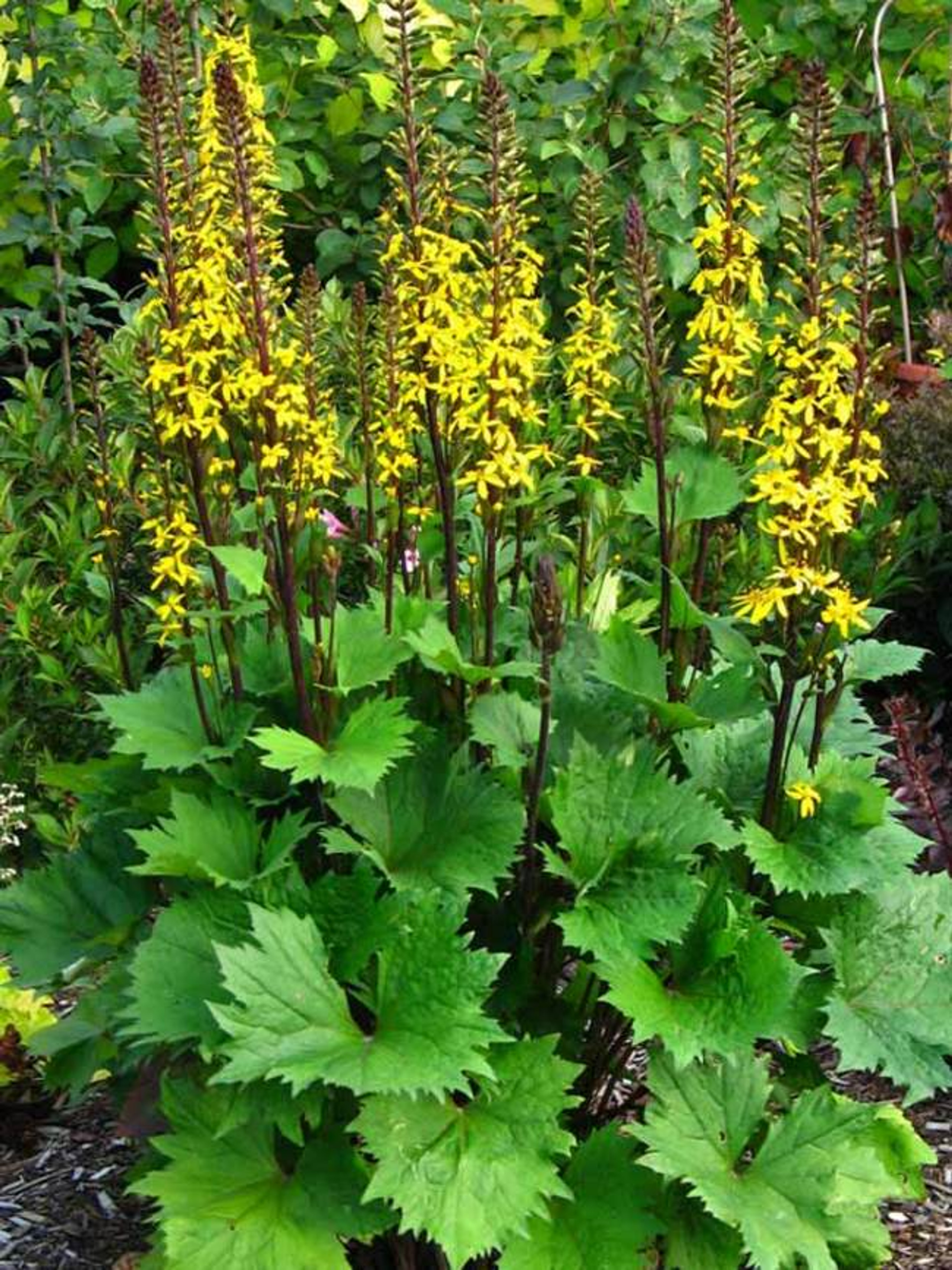 Ligularia Little Rocket 6 Trinity Greenhouse