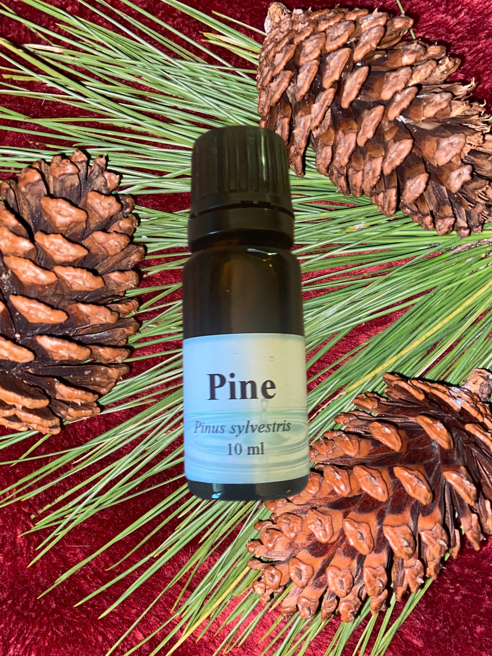 Pine, Long Leaf - Lisa's Herbs and Oils