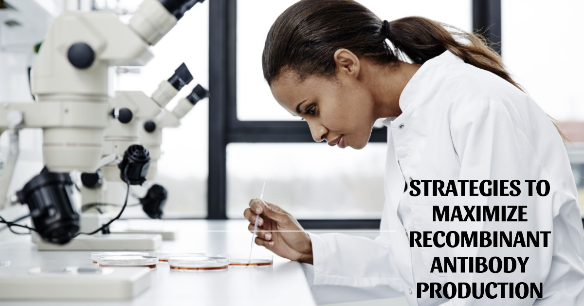 Strategies To Maximize Recombinant Antibody Production - Biomatik