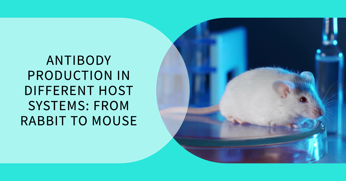 Antibody Production In Different Host Systems: From Rabbit to Mouse ...