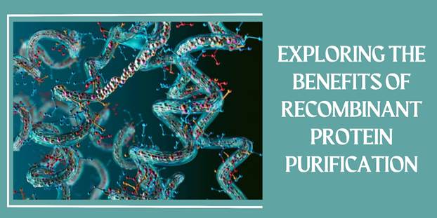 Exploring the Benefits of Recombinant Protein Purification - Biomatik