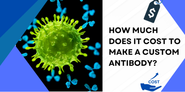 How Much Does It Cost To Make A Custom Antibody? - Biomatik